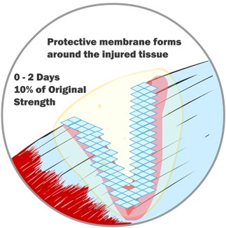 Your Body Takes Care of Itself: Healing & MBS - Werkman, Boven & Associates